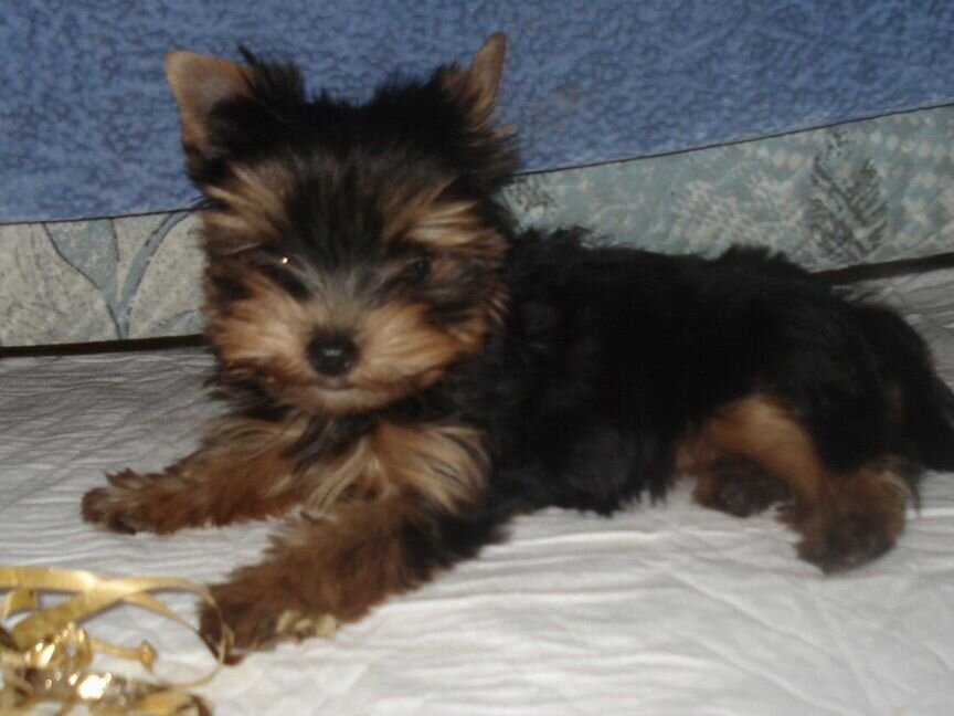 Супер-мини йорки