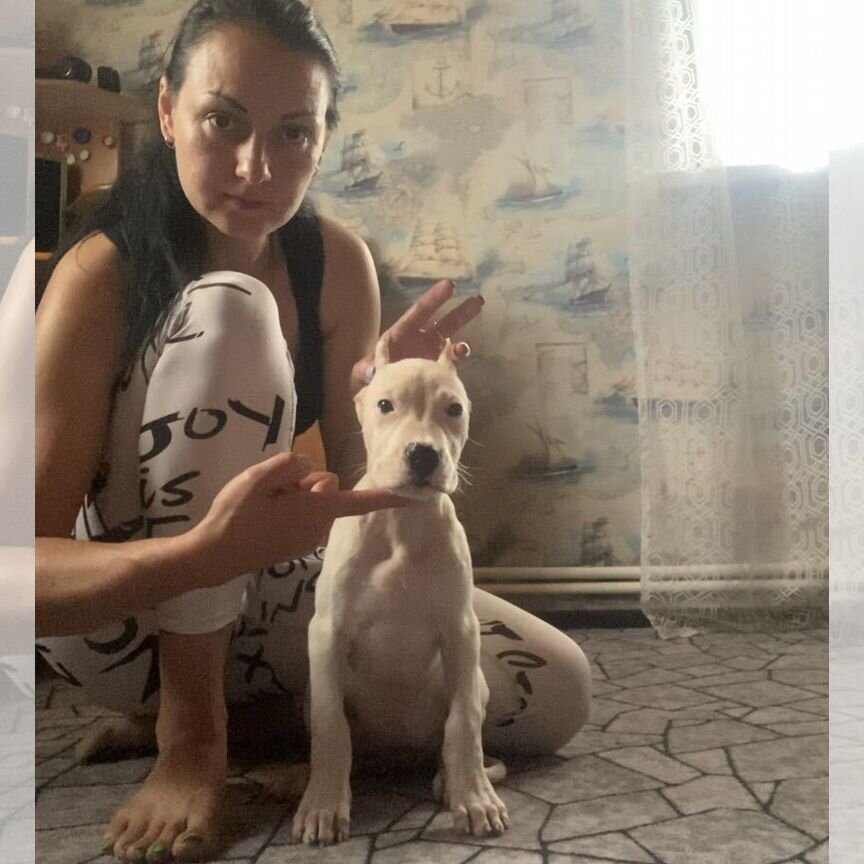 Аргентинский дог