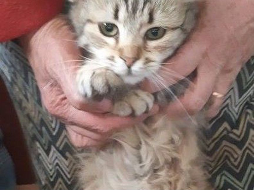 Хороший ласковый котик в добрые руки