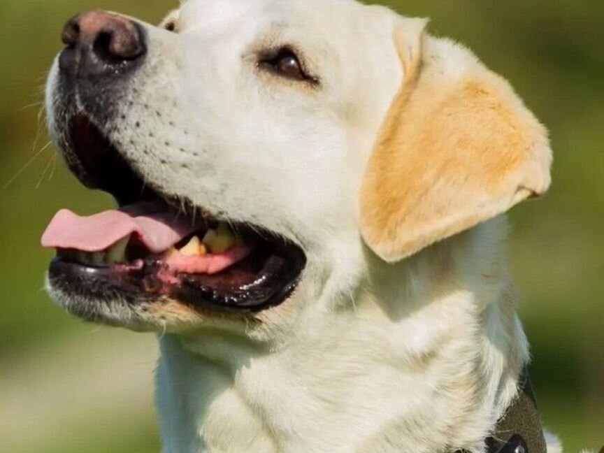 Ошейник для собак