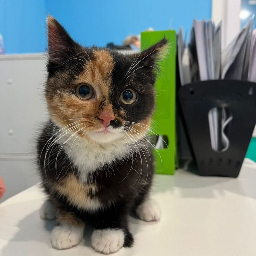 Котята в добрые руки даром бесплатно