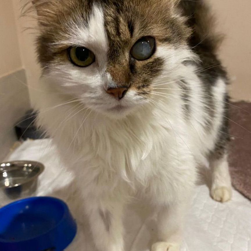 Милый Жорик ищет дом, а пока в клетке