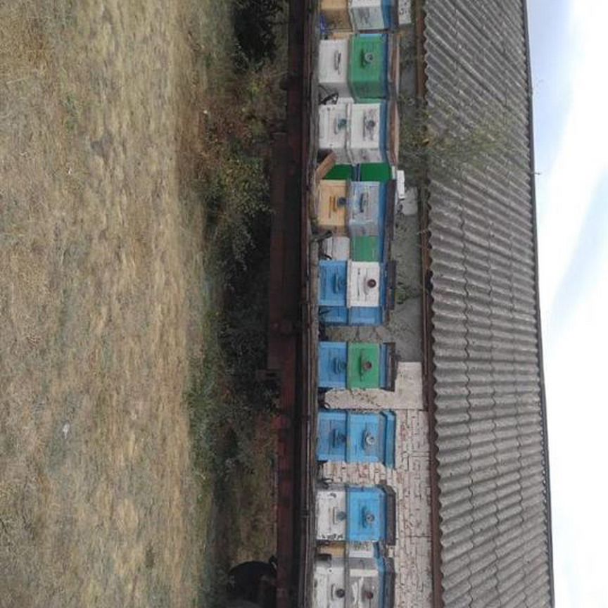 Площадка для пчел