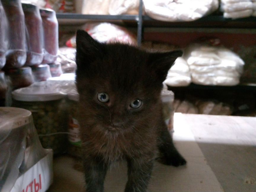 Котята