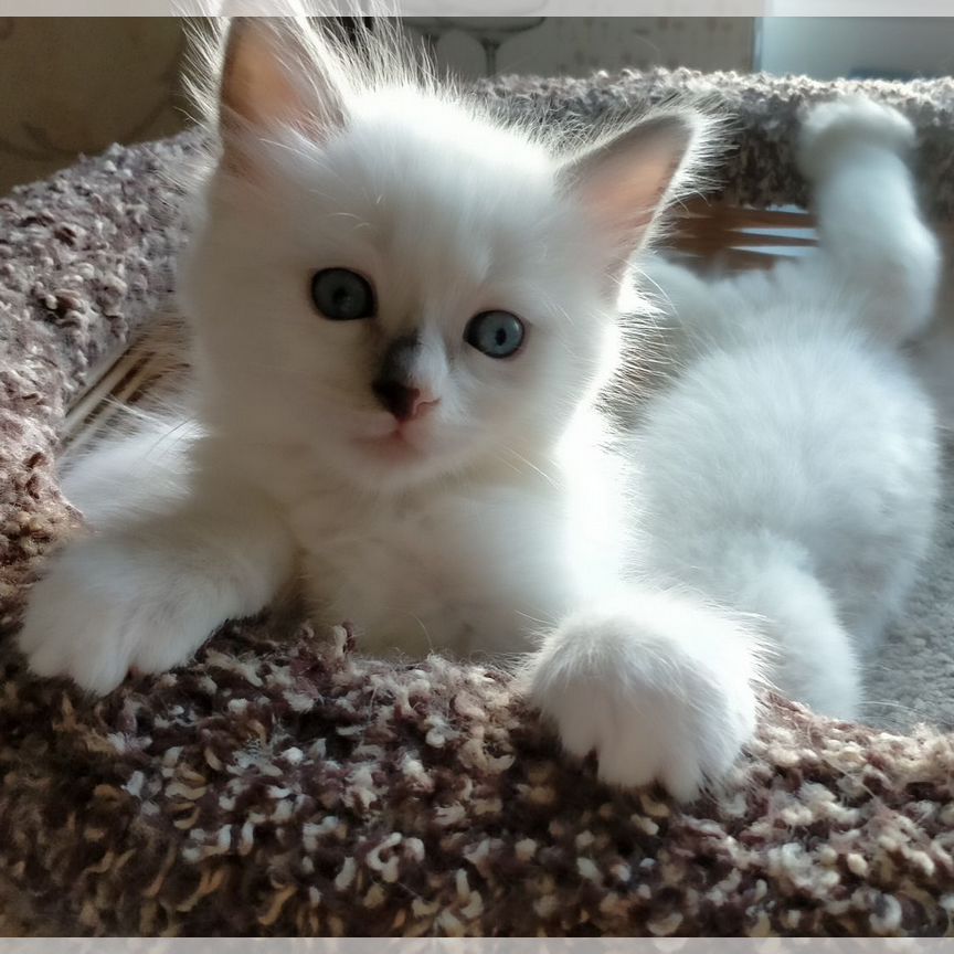 Котята рэгдолл