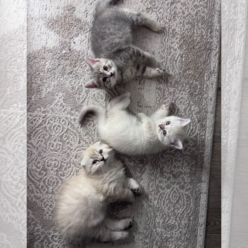 Шотландский вислоухий короткошёрстный котёнок