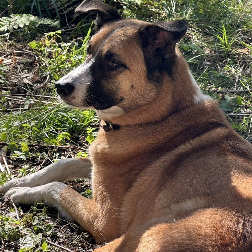 Взрослая собака в добрые руки