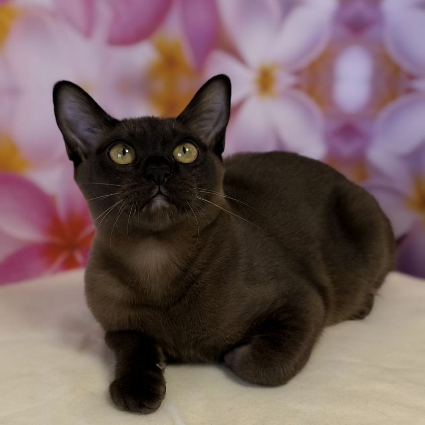 Девочка соболиного окраса