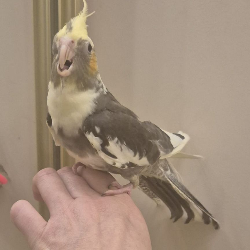 Попугай корелла птенец