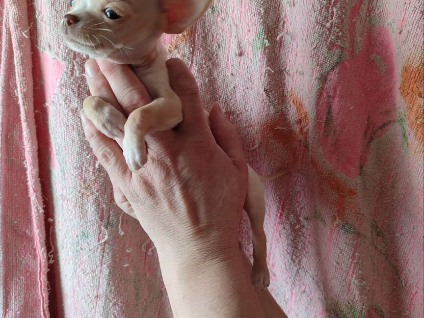 Щенки чихуахуа