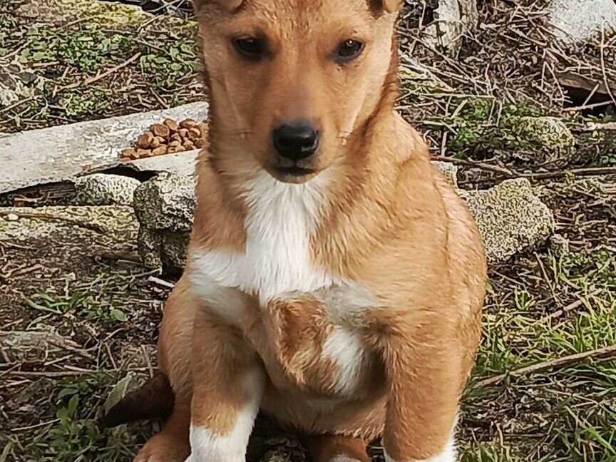 Щенок в добрые руки