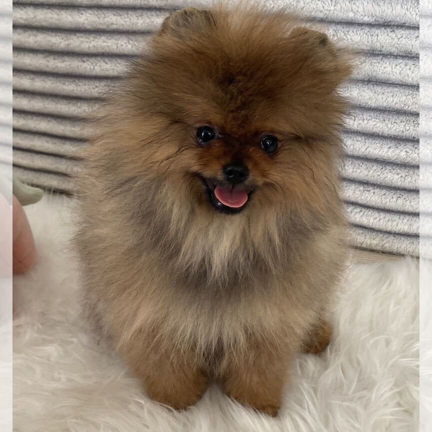 Померанский шпиц, щенок