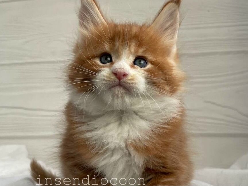 Мейн-кун с документами