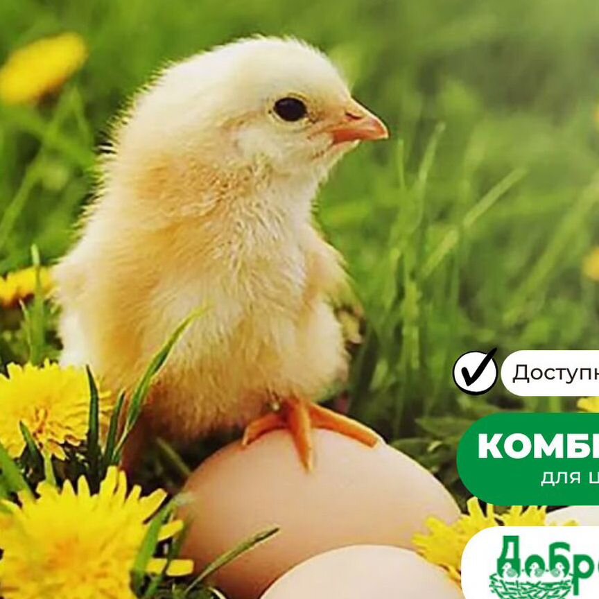 Комбикорм для цыплят от производителя
