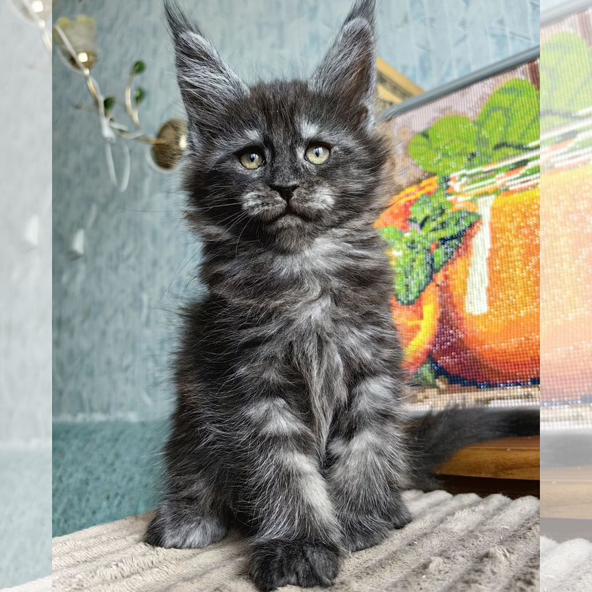 Мейн-кун котёнок