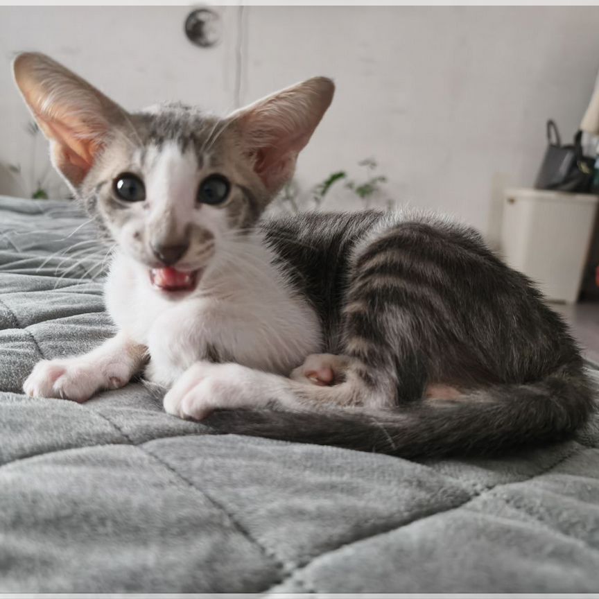 Ориентальный котёнок