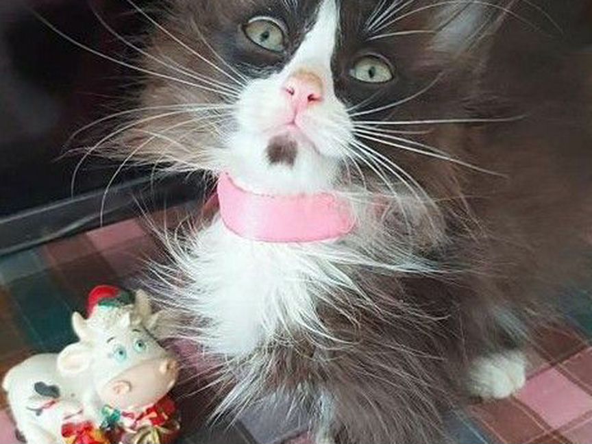Котята в добрые руки приучены к лотку