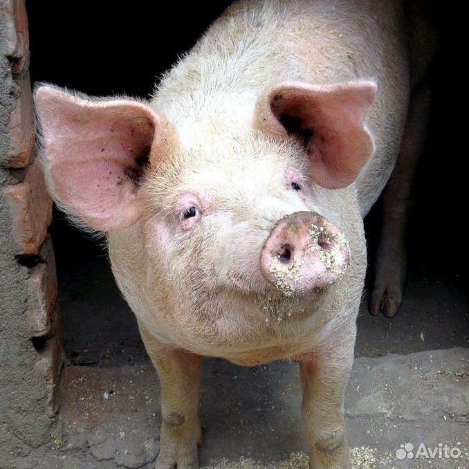 Хряк для Андрея