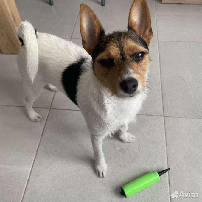 Фокс терьер