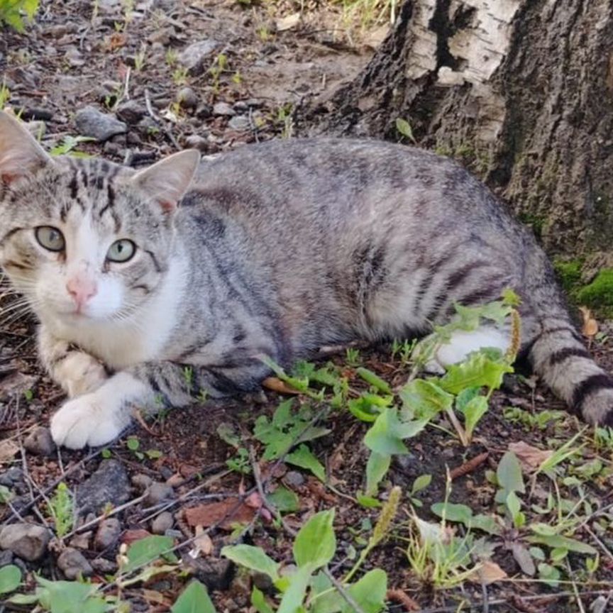 Коты в добрые руки