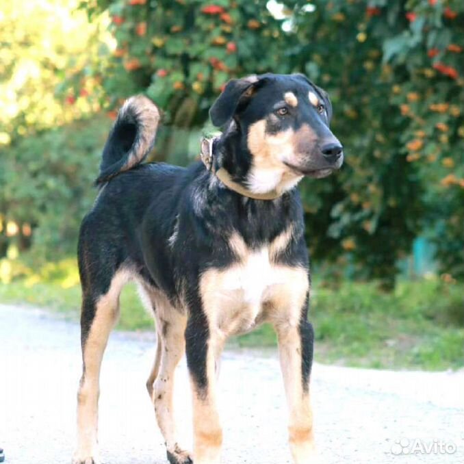 Крутой щенок