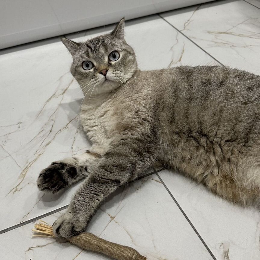 Шотландский кот в добрые руки