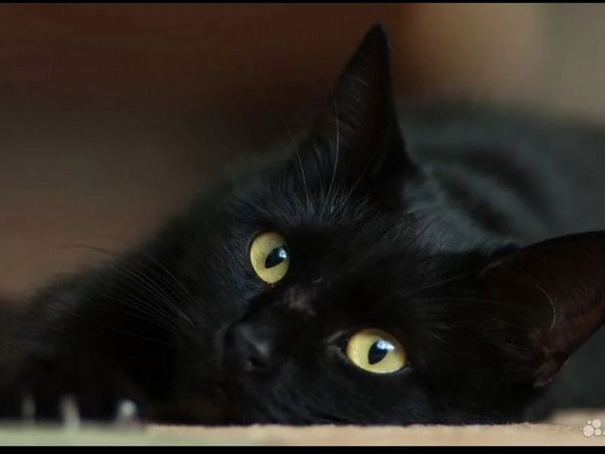 Жасмин очень нужен дом