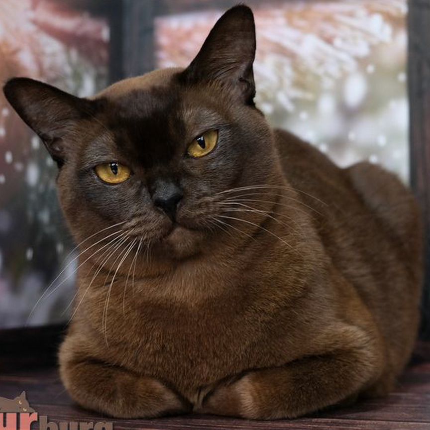 Бурманская кошечка соболиного окраса