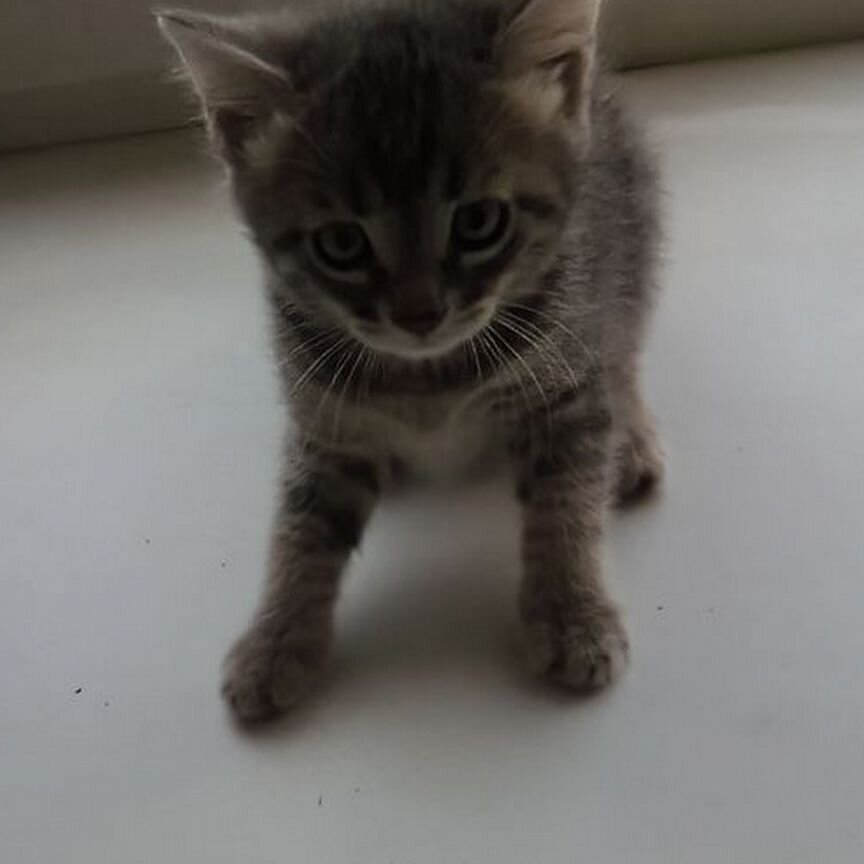 Шотландский вислоухий короткошёрстный котёнок