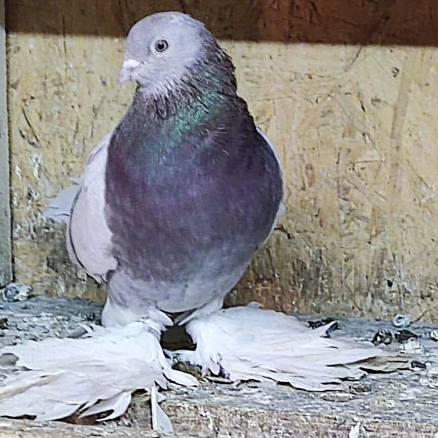 Голуби монахи немецкие азиаты тасманы