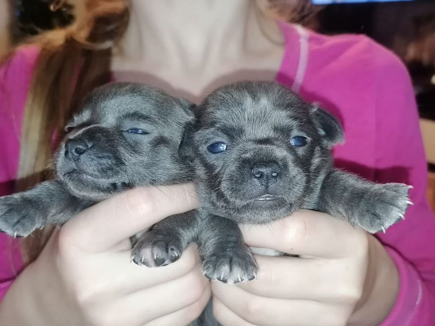 Щенки чихуахуа