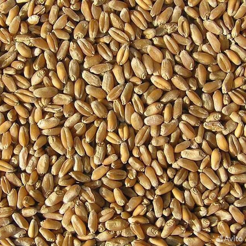 Пшеница фуражная