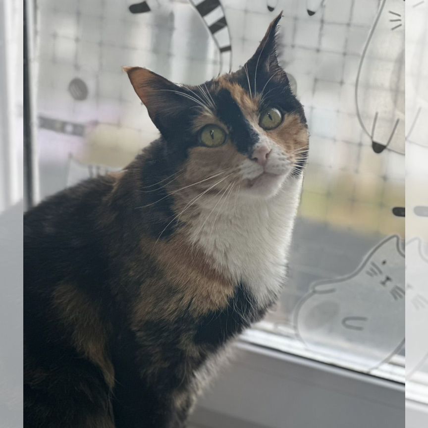 Взрослая кошка в добрые руки