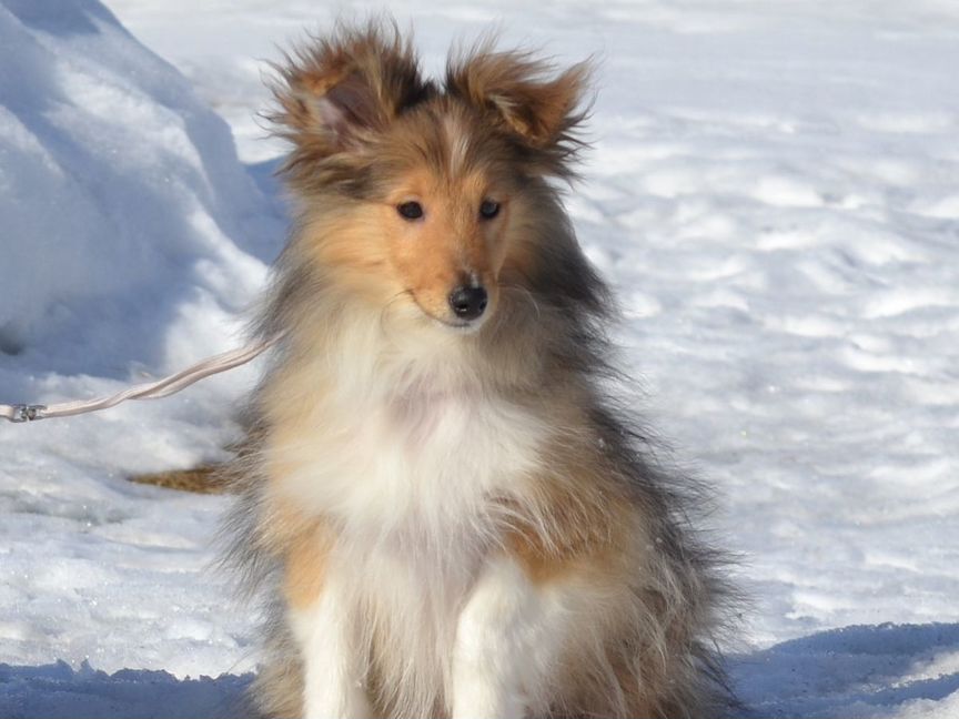 Мальчик шелти