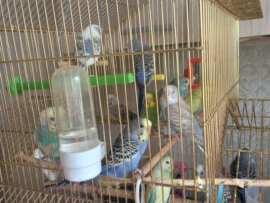 Попугаи оптом