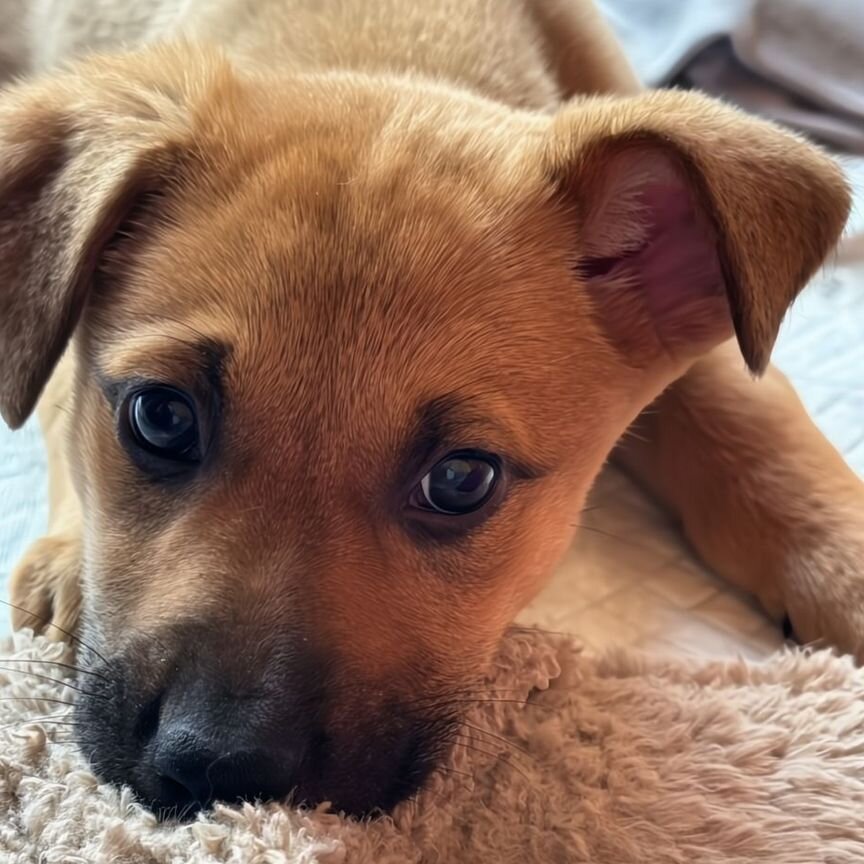 Немецкая овчарка, щенок