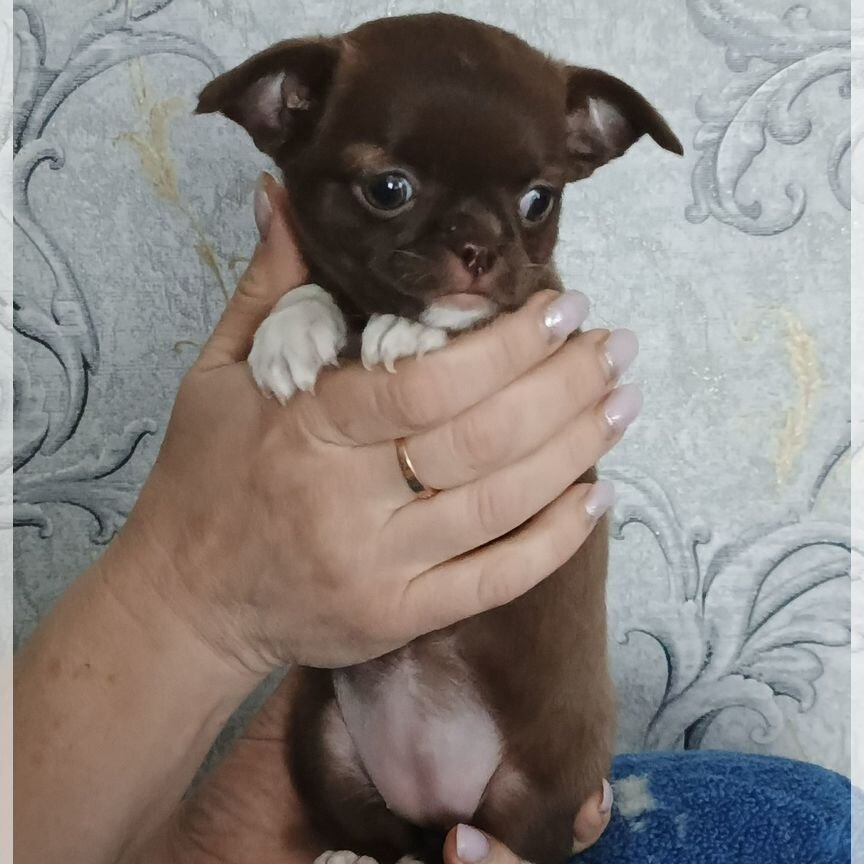 Чихуахуа, щенок