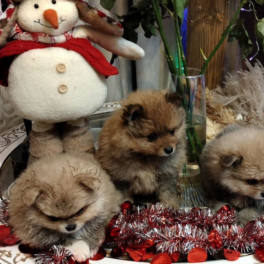 Померанский шпиц, щенок