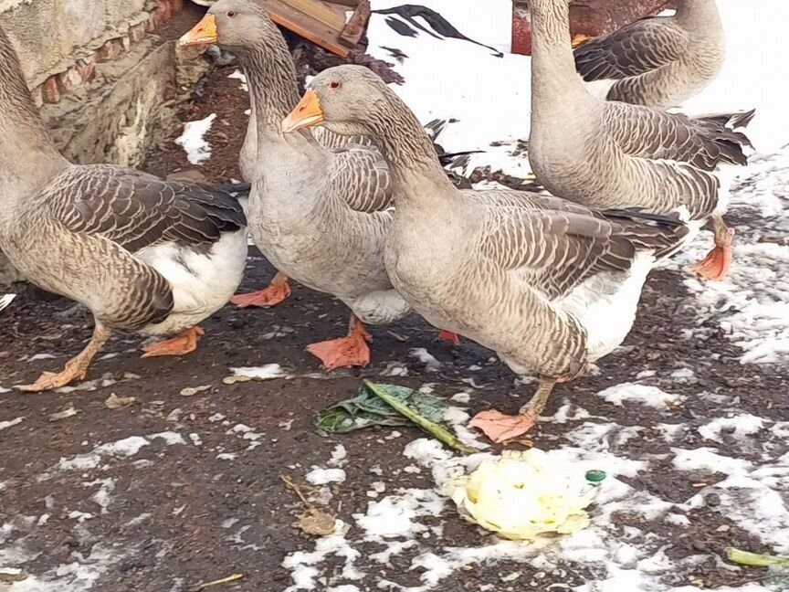 Крупные серые гуси