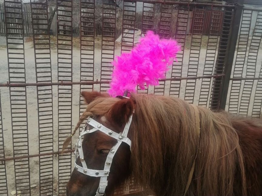 Продам оголовье на пони и султанчик