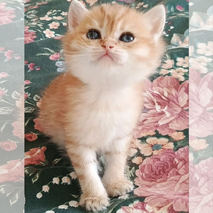 Шотландский прямоухий короткошёрстный котёнок