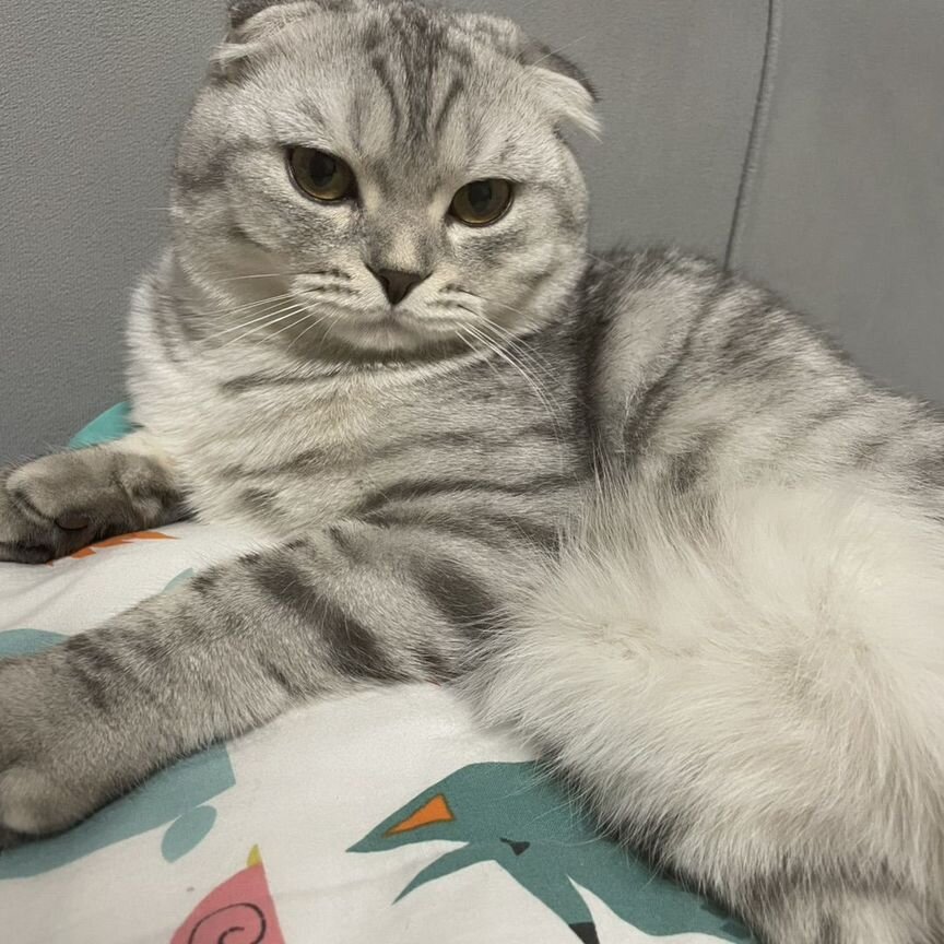 Британский вислоухий кот