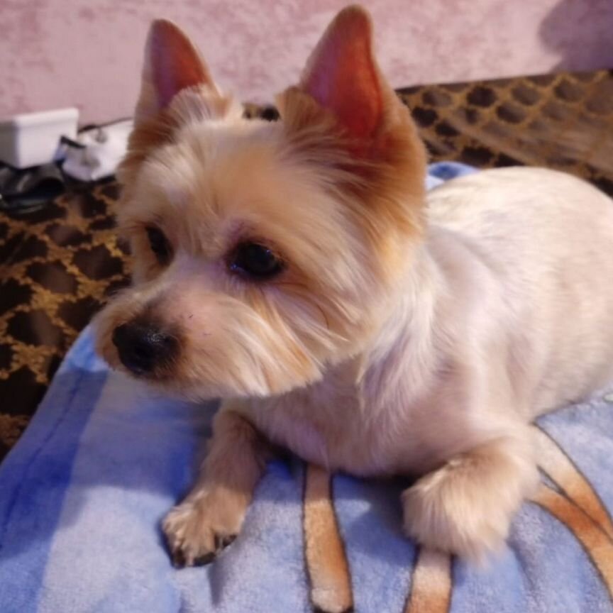 Йоркширский терьер, взрослая собака