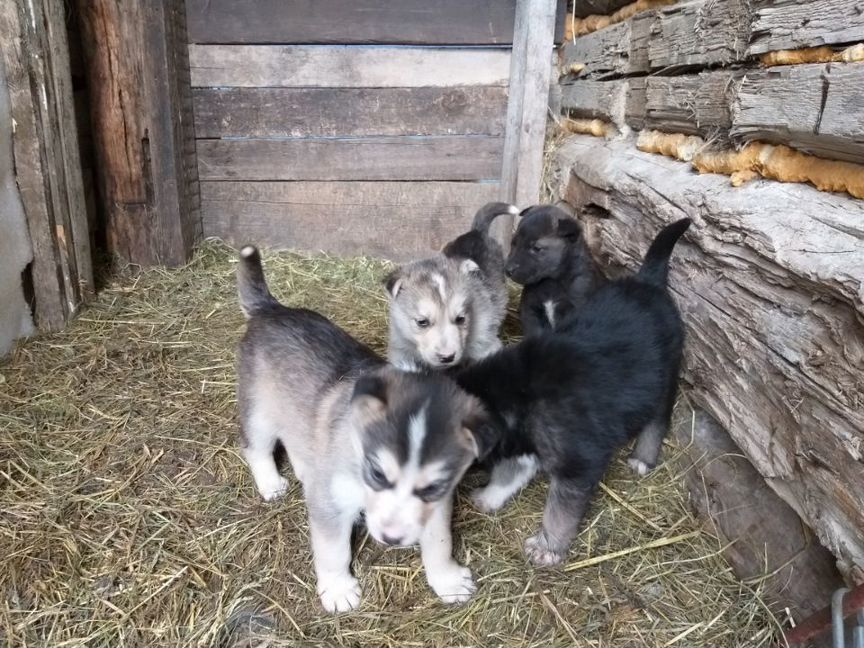 Отдам щенка в добрые руки