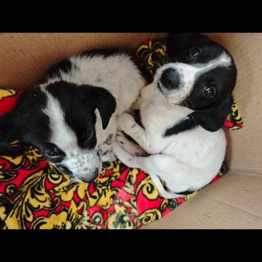 Щенок в добрые руки