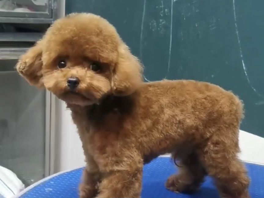 Тедди пудель Китай