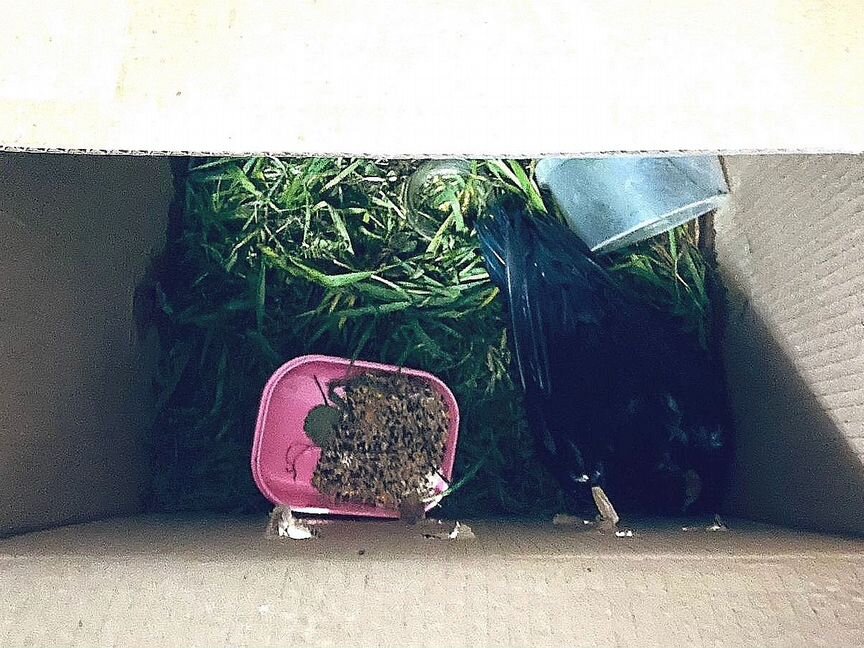 Раненый голубь ищет помощь орнитолога и дом