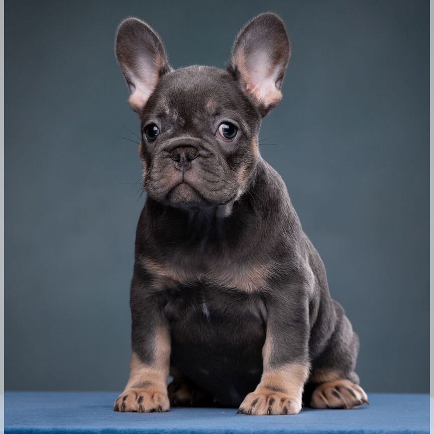 Французский бульдог, щенок