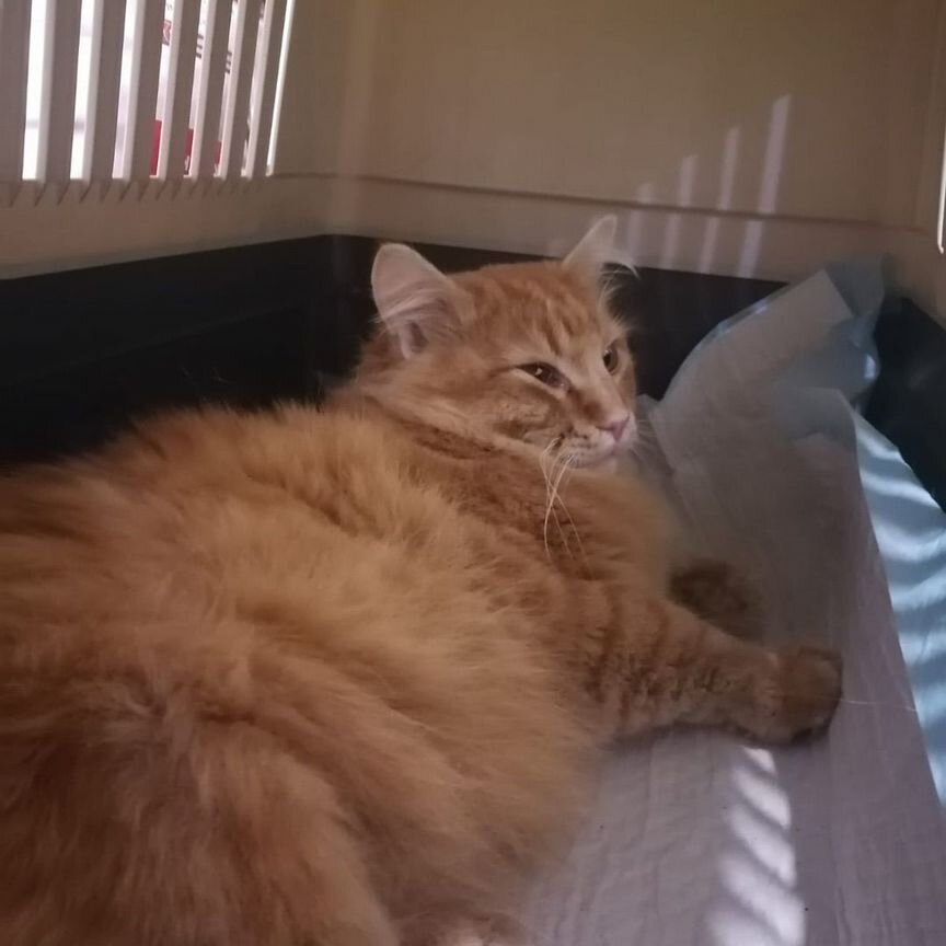 В добрые руки