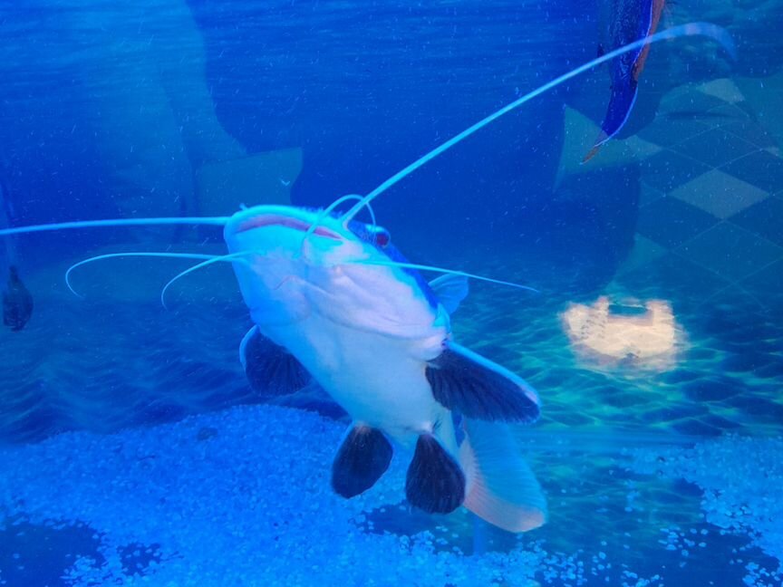 Краснохвостый сом